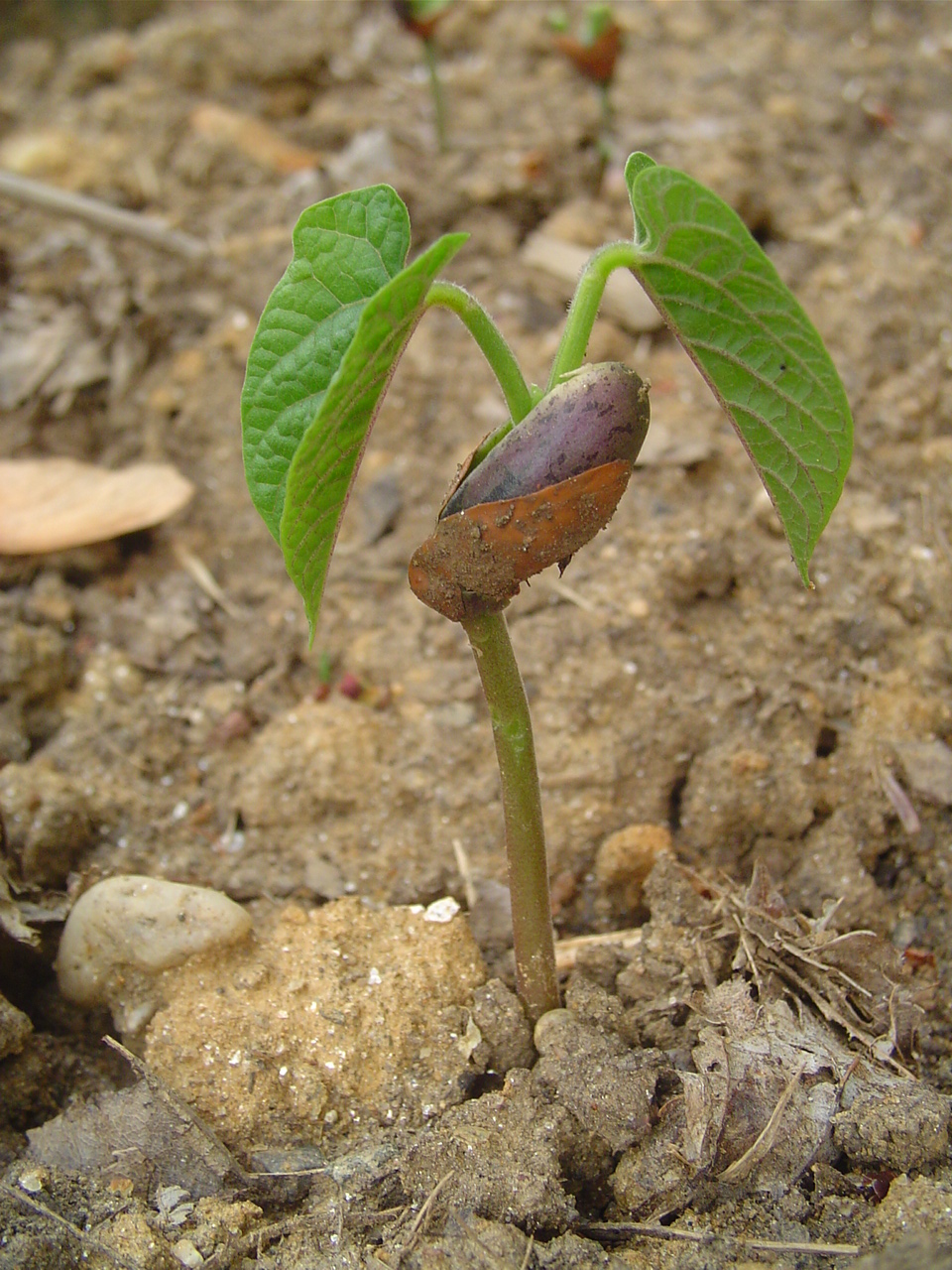 Extend the Season: Extend the Season of Bean harvests by planting every ...