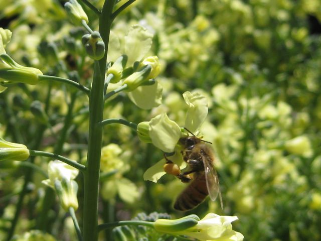 The Farmer Fred® Rant: Random Garden Thoughts and Pictures