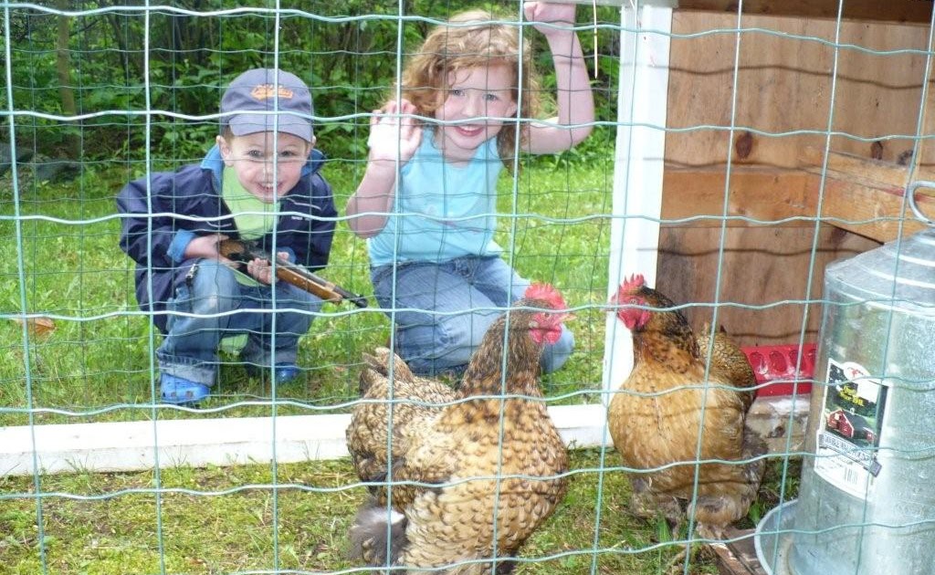 dearly loved mist: Chicken Scratch - Part 7 - The Shortest Chicken Story