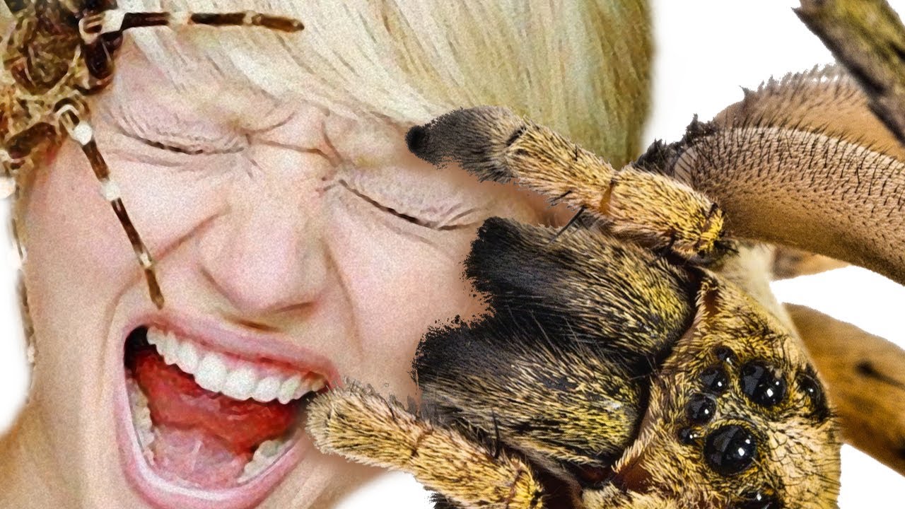 FOBIAS: La fobia, como consecuencia de un miedo aparentemente ...