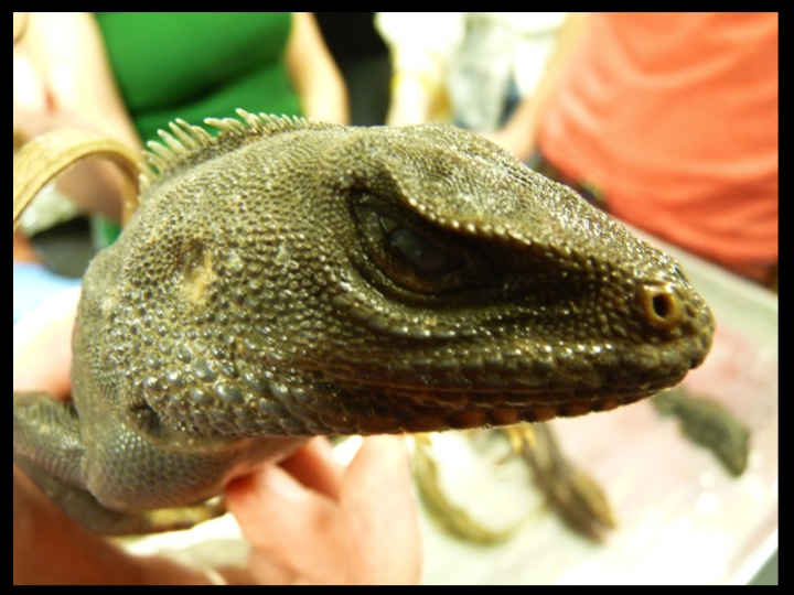 Biology of the Reptilia: Lab #5: Lepidosauria Part 1: Jeff Walker and ...
