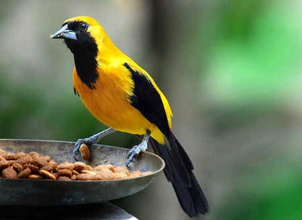 Bellas Aves de El Salvador: Icterus chrysater (chiltota de espalda ...