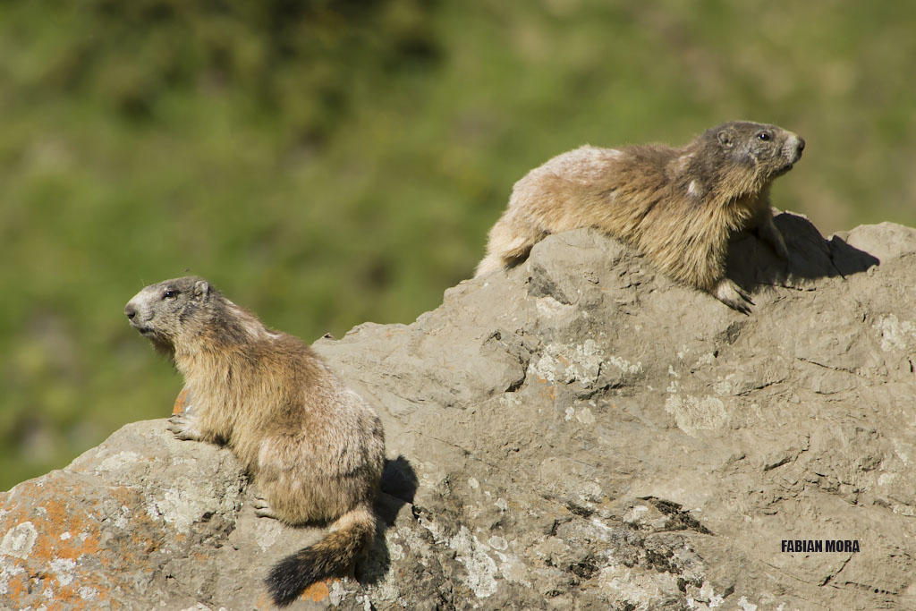 FOTO DE NATURALEZA FABIAN - MORA: UN DIA CON LAS MARMOTAS