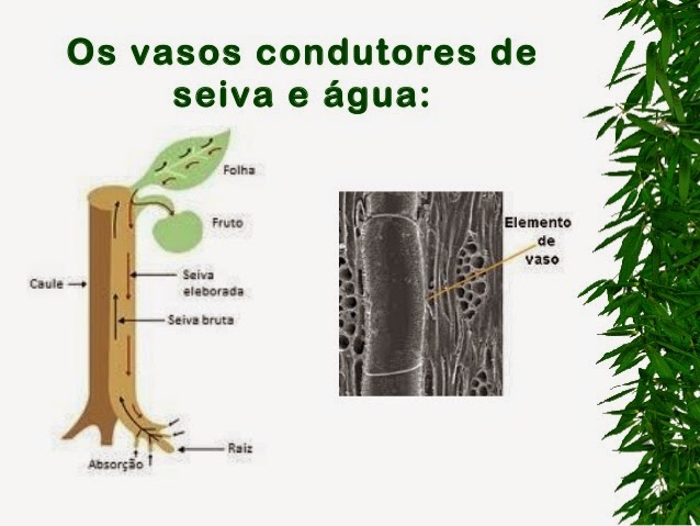 Blog de Biologia: Reino Plantae ou Metaphyta