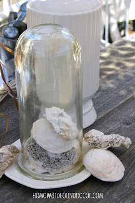 5 Ideas for Seashell Displays homeward found decor