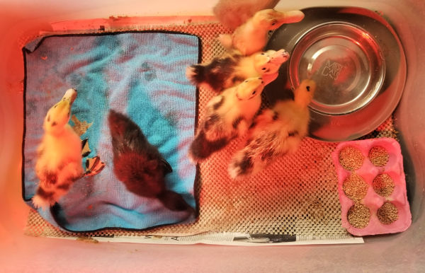Best Ever Mess-Free No Fuss Duckling Brooder - Fresh Eggs Daily® with ...