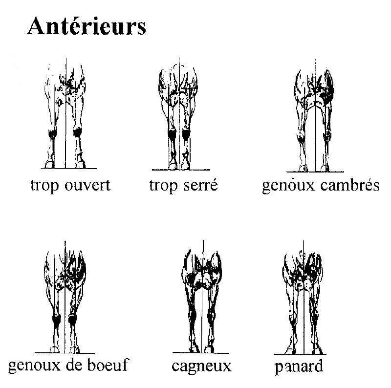 Les défauts d’aplomb - Soigneur d'équidés