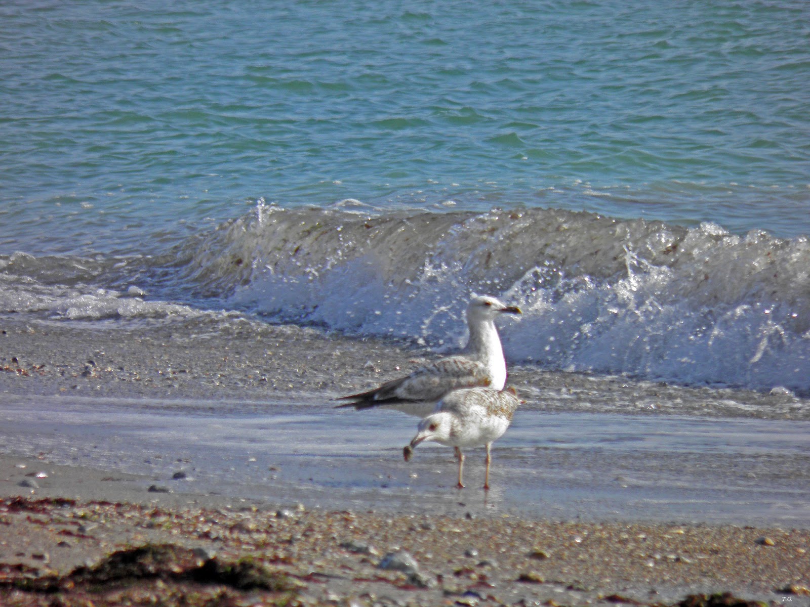 PASARI DIN ROMANIA: PESCARUS PONTIC, Larus cachinnans