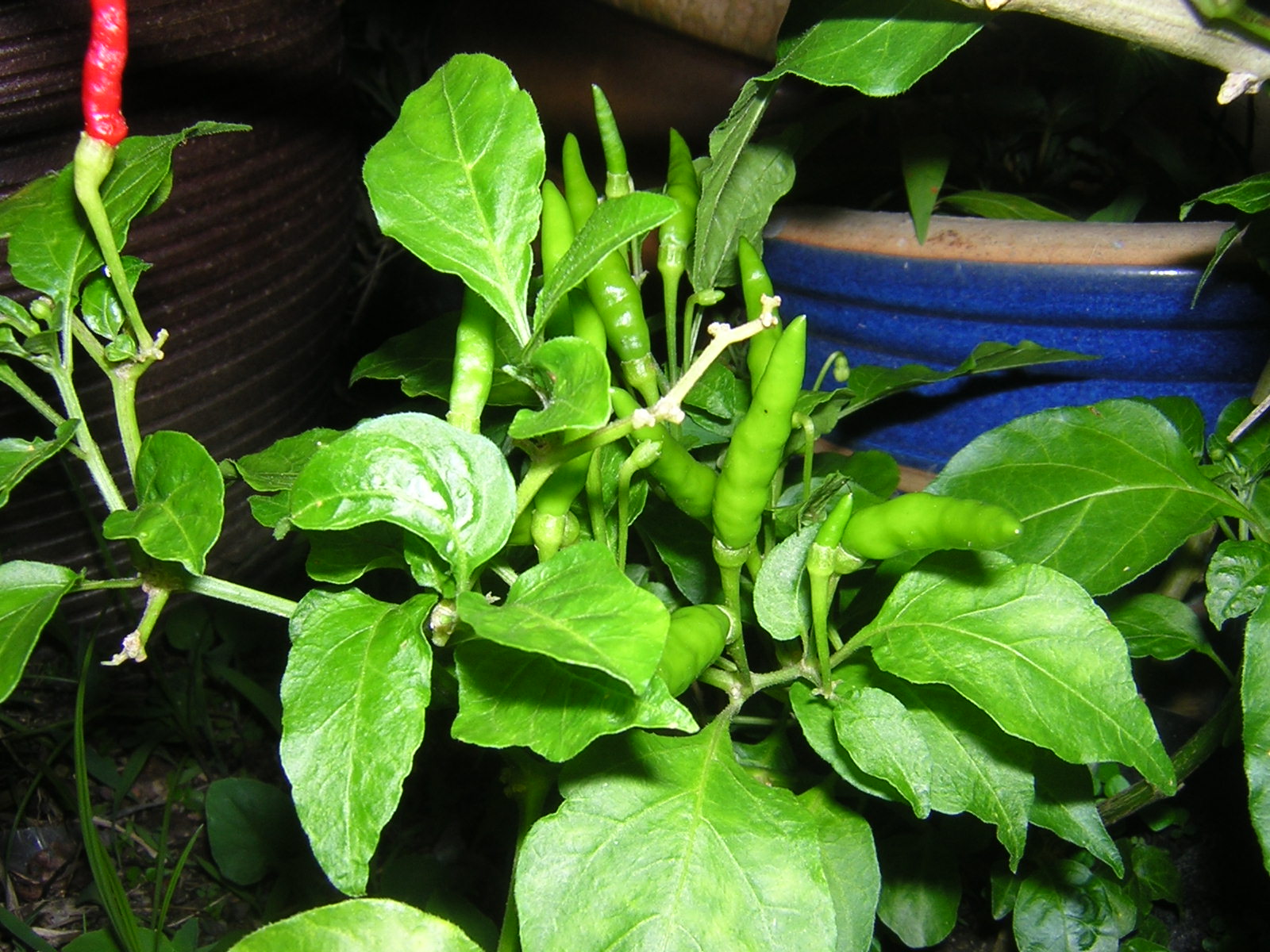 tanaman organik: Cili padi kampung