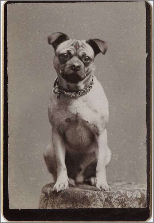 Vintage Doggy: A Vintage Pug Portrait