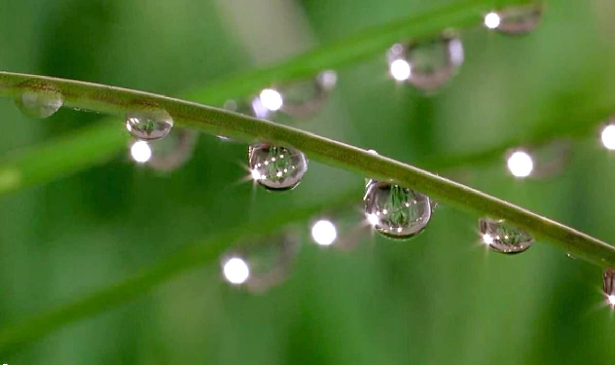 It's Not Work, It's Gardening!: Thank you Netflix! Microcosmos