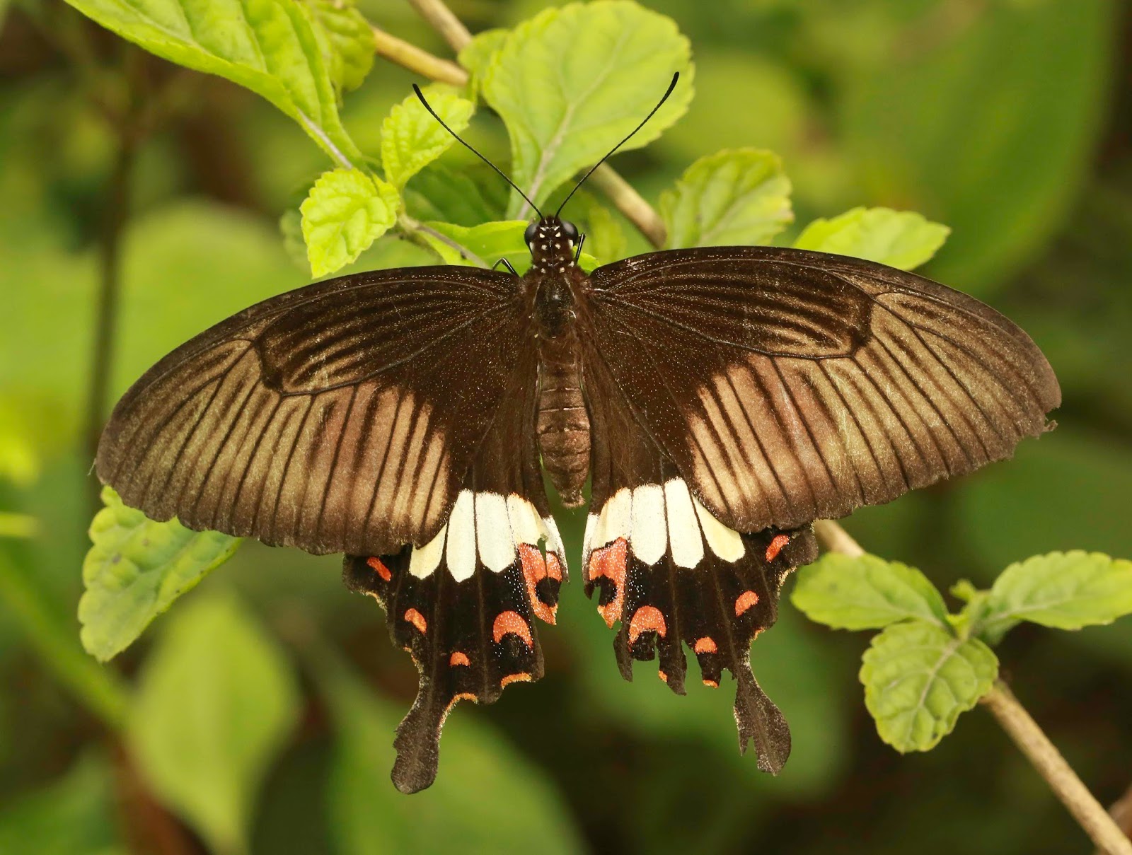 Butterflies of Vietnam: 148. Papilio polytes polytes (The Common Mormon)