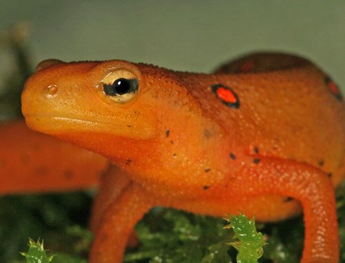 Animals world: newt pics & history