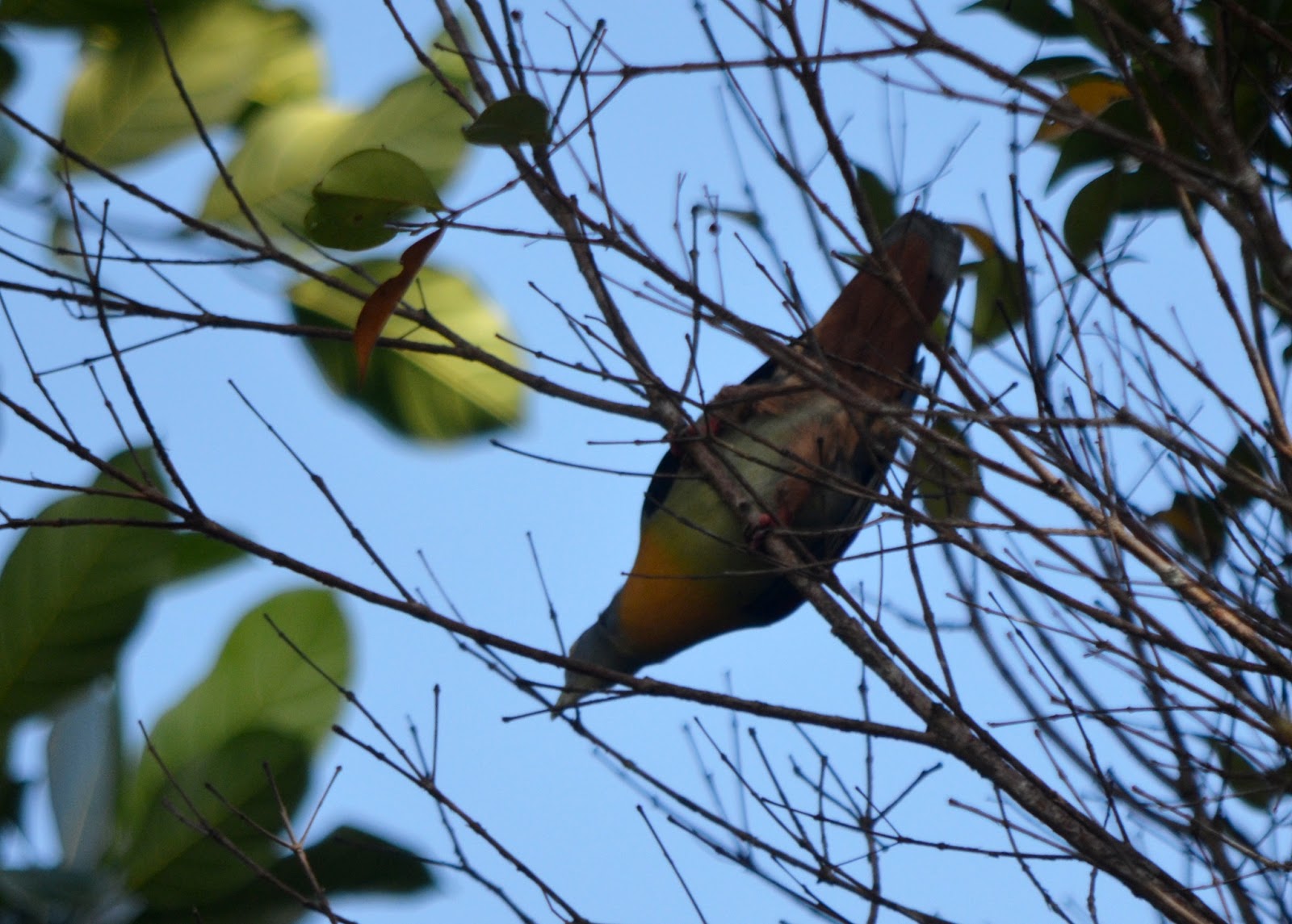 The Kambatik Park, Bintulu.: "Punai Daun" or the Little Green Pigeon.