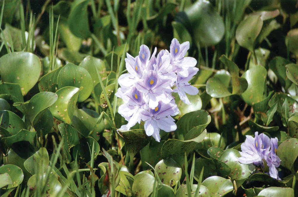 Bicolano Myths : January 2017