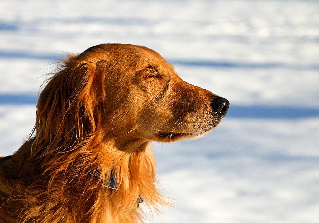Golden Retriever Dogs Pictures Cute Puppy Pictures Cute Dogs golden-retriever-dogs-pictures-cute-puppy-pictures-cute-dogs