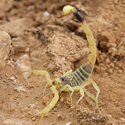 Deathstalker | The Life of Animals