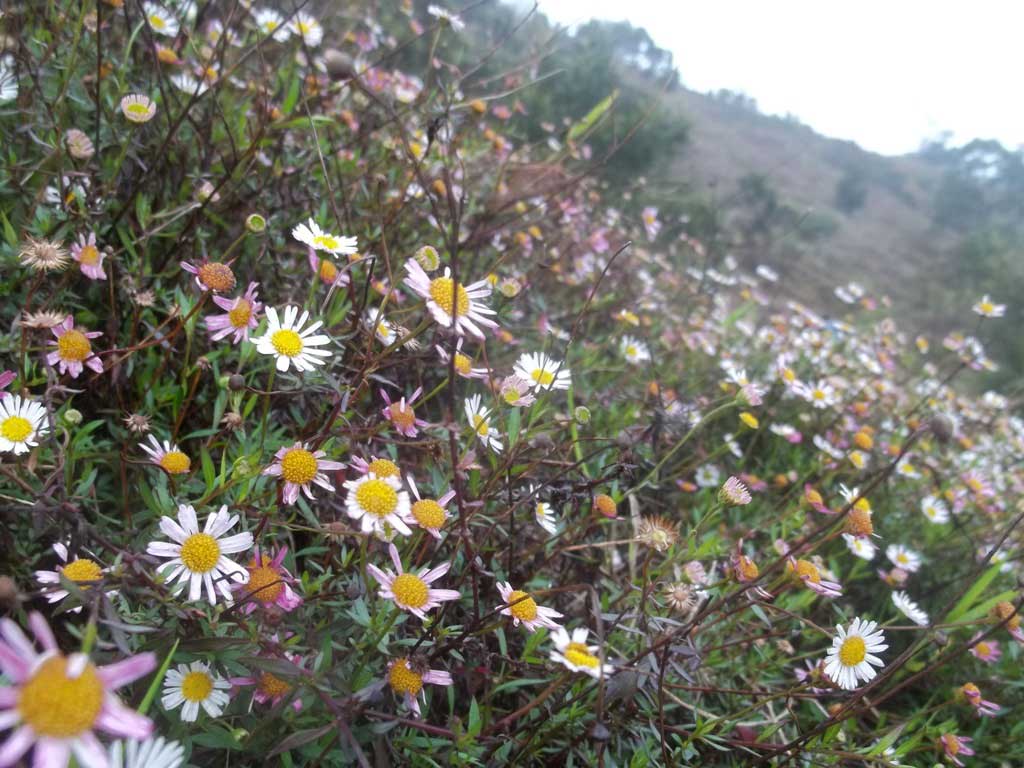 Rute Jalur Pendakian Gunung Prau