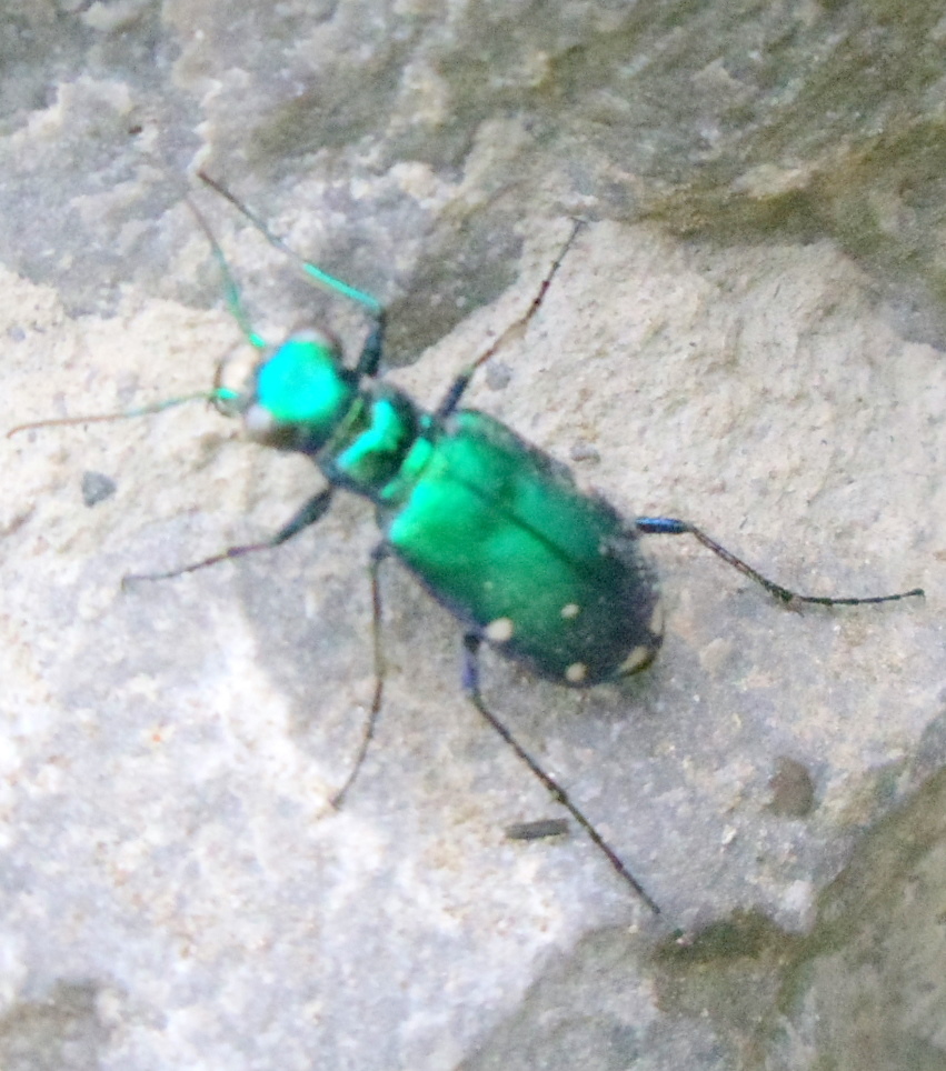 The Heartwood Woodlot: The Brilliant Six Spotted Tiger Beetle