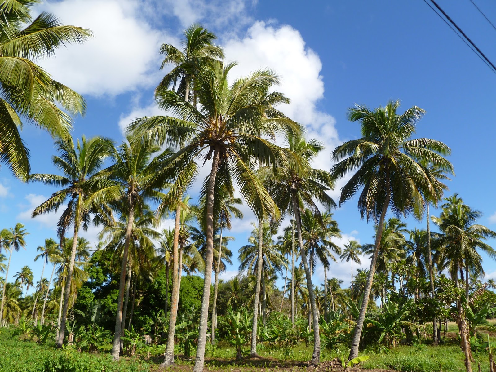 Tales from a Caffeinated Weka: Tiki tour of Nuku‘alofa