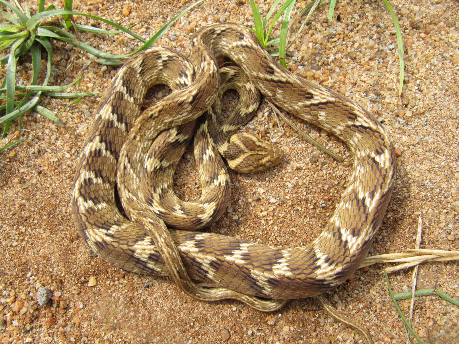 Wild life: Cat snake