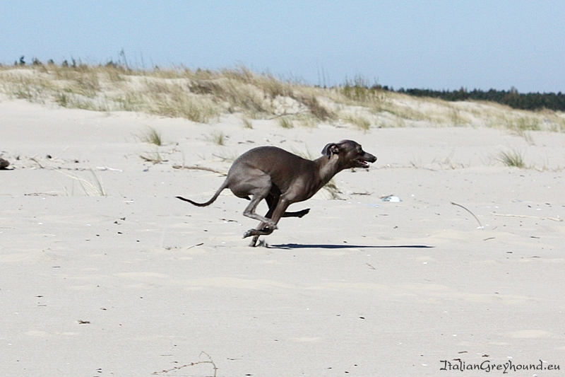 STUPOR MUNDI Italian Greyhounds