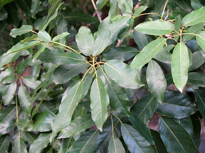 Plant Photography: January 2012