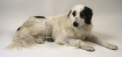 Ir(relevant) Profoundities: Aidi - Dog Breed Profile