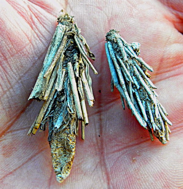 FOTO NATURA HUESCA 2: ORUGAS POLILLA Psyche casta Peter Simon Pallas ...