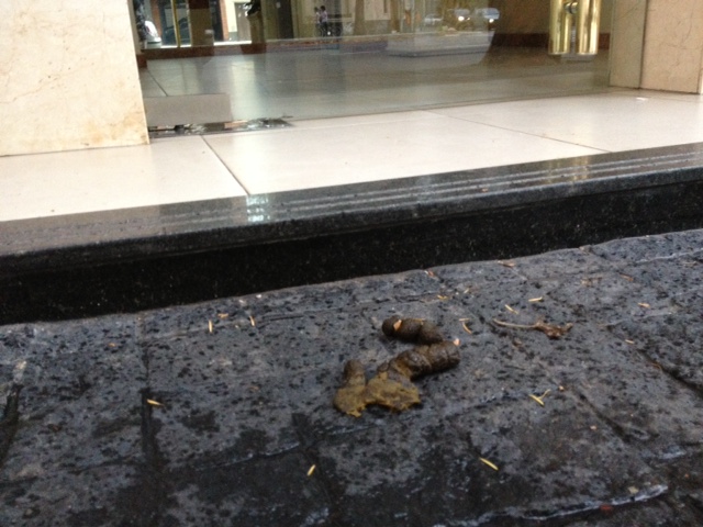 Estoy Harto de la Mierda de Perro