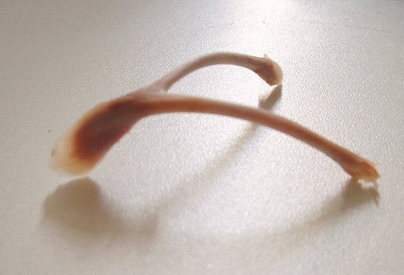 Gypsy Scholar: The Furcula Conundrum