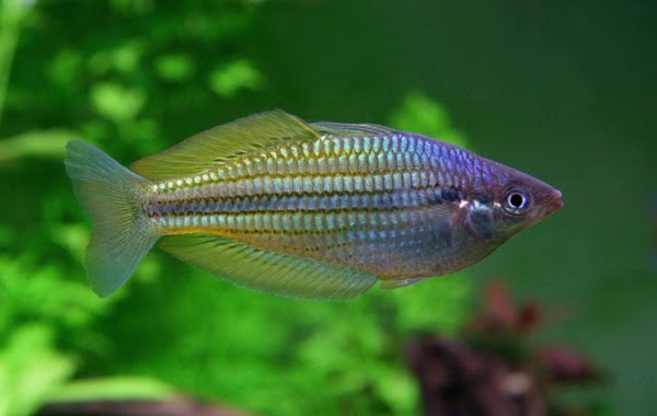 INDONESIAN FRESHWATER FISH COMMUNITY - IFFC: RAINBOW I