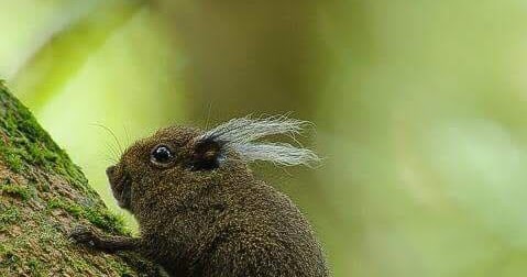 Darwin killed God: Tufted pygmy squirrel