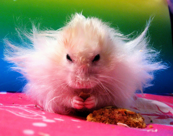 Funny Animals: Funny Hamsters Images