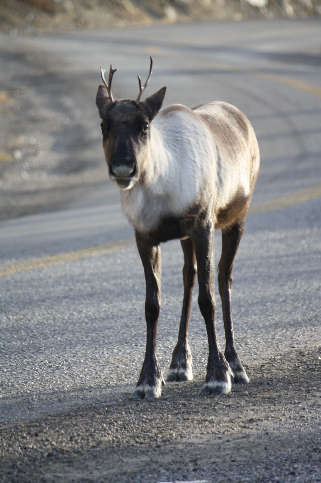 Jellied Moose Nose: Mountains of northern BC/southern Yukon
