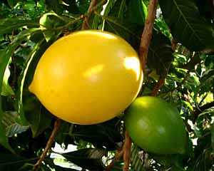 O fruto abiu e seus excelentes benefícios - Blog Doando Vida