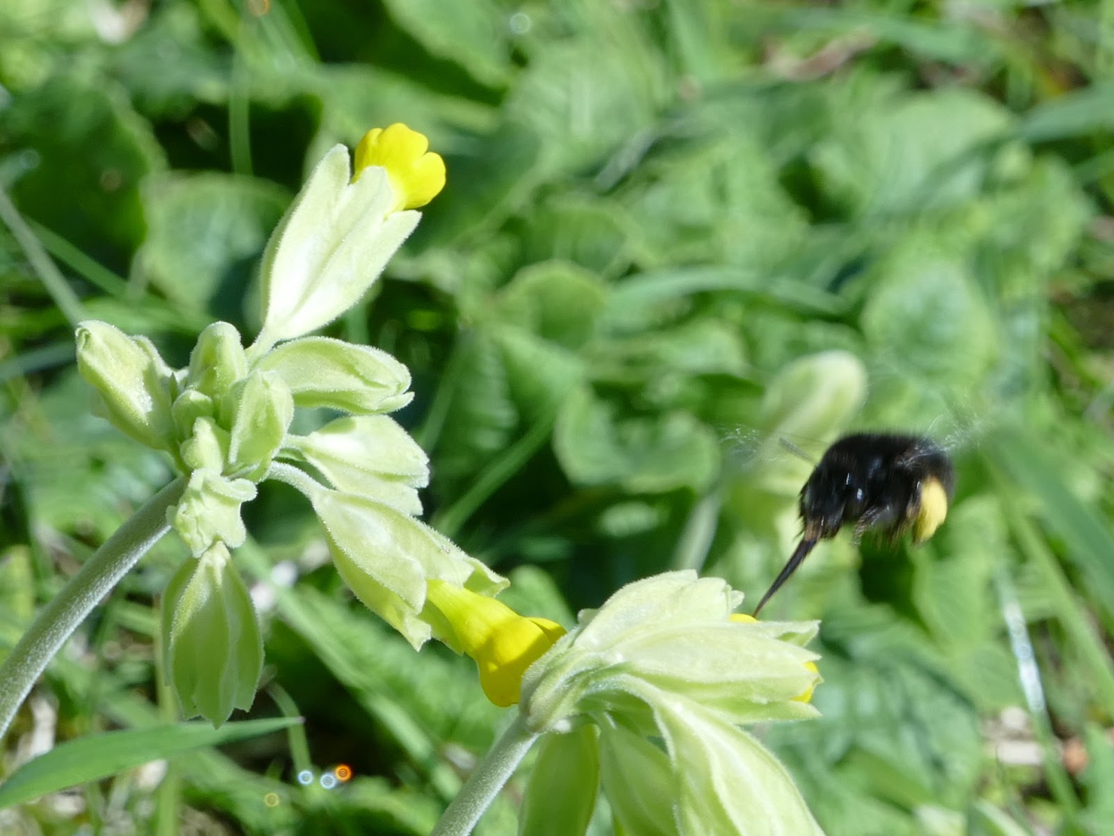 Peter Lovett's ramblings : Solitary bees: Hairy-footed Flower Bee ...