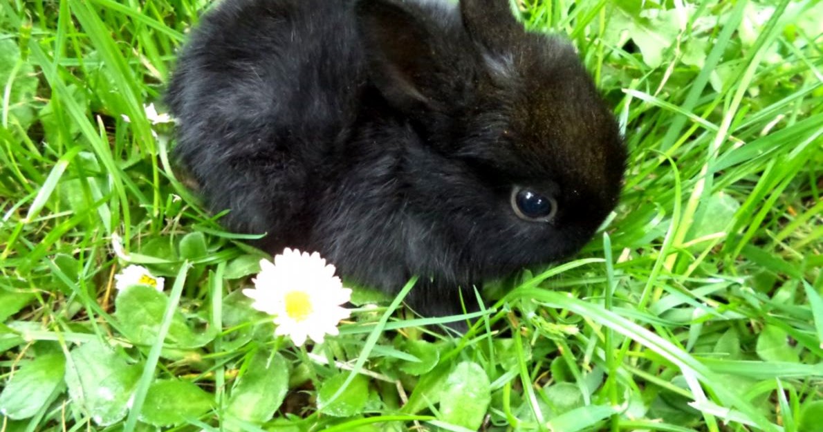 Really Cute Baby Bunnies For Sale | Amazing Wallpapers