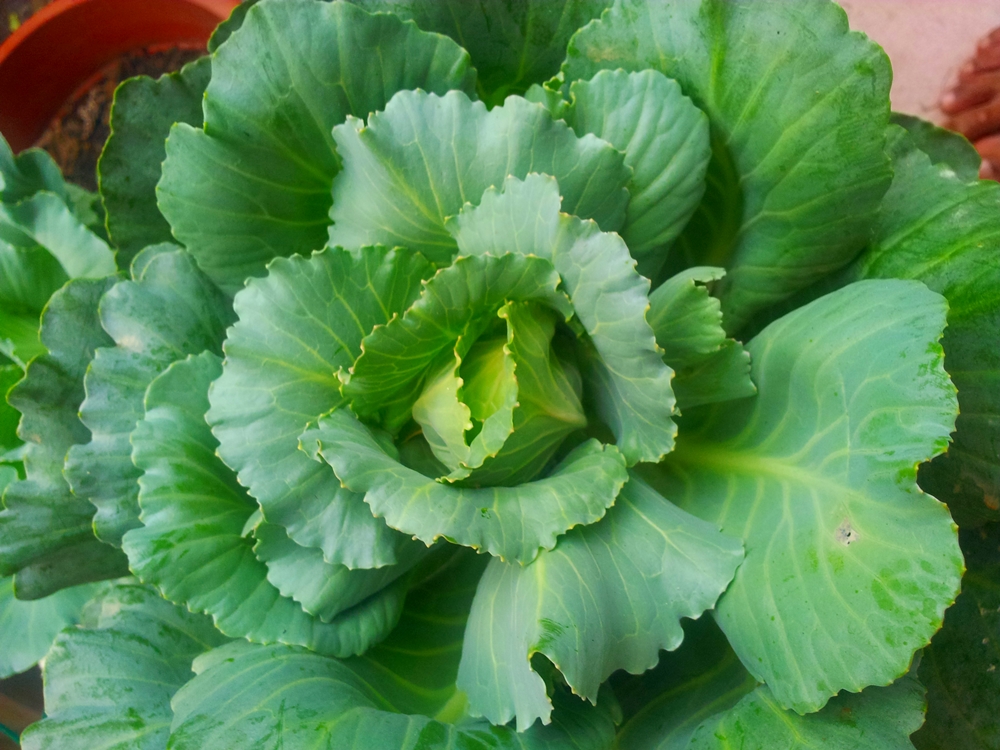 TanamSendiri.com -- Grow Your Own: Gambar Hari Ini -- Kobis TanamSendiri.com -- Grow Your Own: Gambar Hari Ini -- Kobis