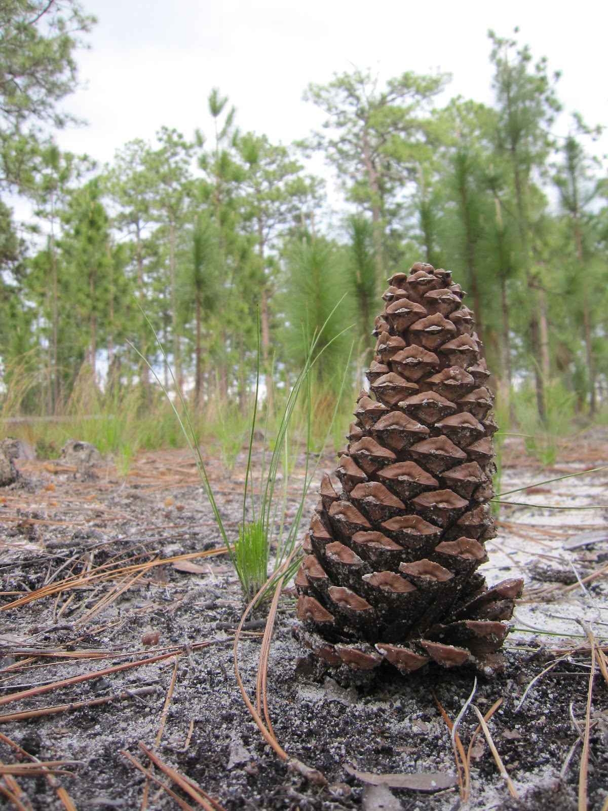 Our Neck of the Woods: Long live longleaf pine...
