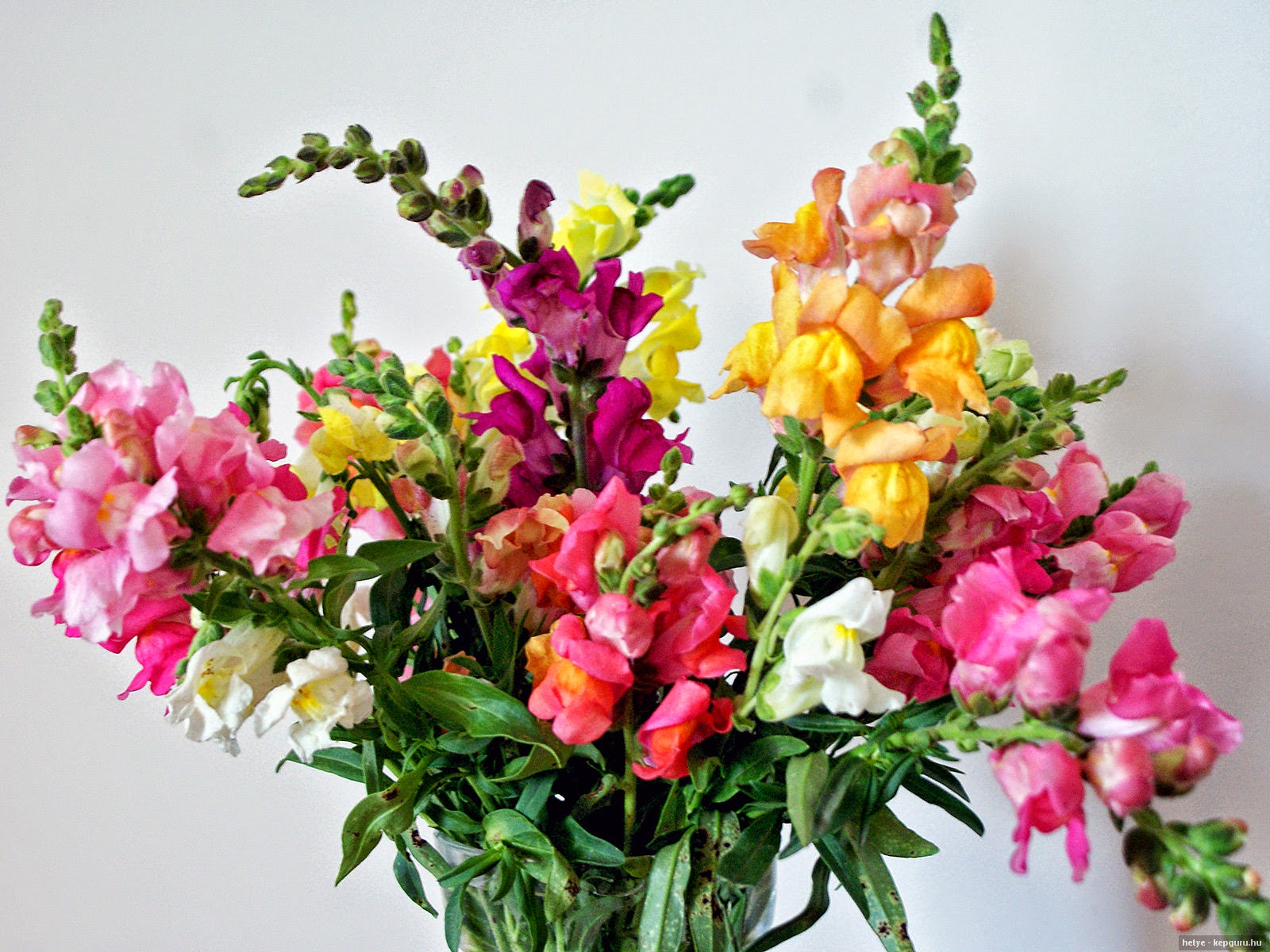 SNAPDRAGON FLOWER photos - wallpapers | the fun bank