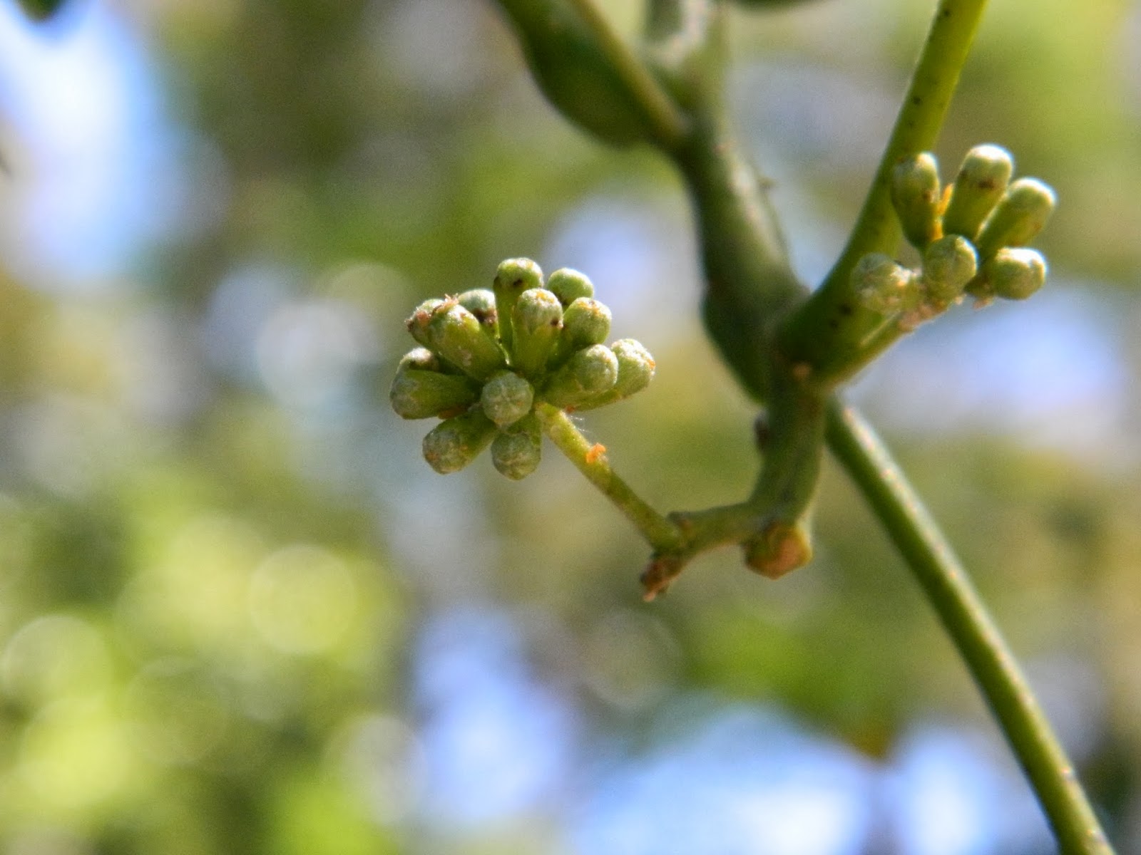 LA TIERRA Y SU GENEROSIDAD: TIMBO (Enterolobium contortisiliquum)