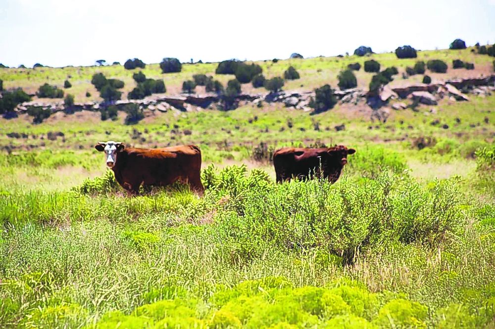 THE WESTERNER: King Brothers’ Alamo ranch sold to Santa Ana Pueblo