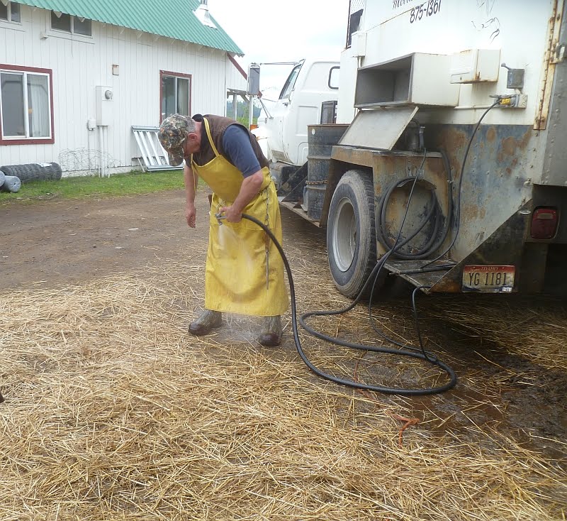 Rural Revolution: Butchering our bull