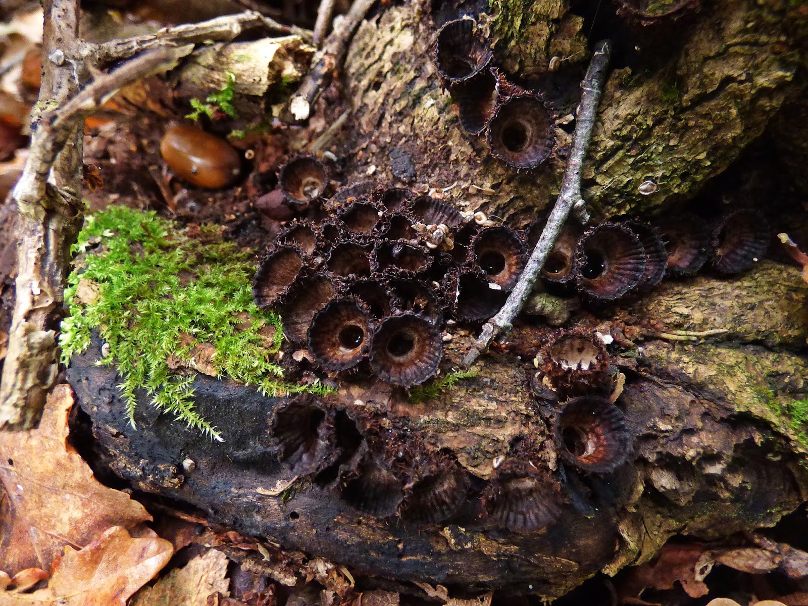 Setas y Hongos de Tineo : CYATHUS STRIATUS (Huds.) Pers.