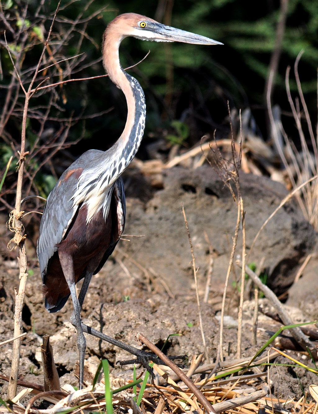 Elsen Karstad's 'Pic-A-Day Kenya': Goliath Heron- Lake Baringo Kenya