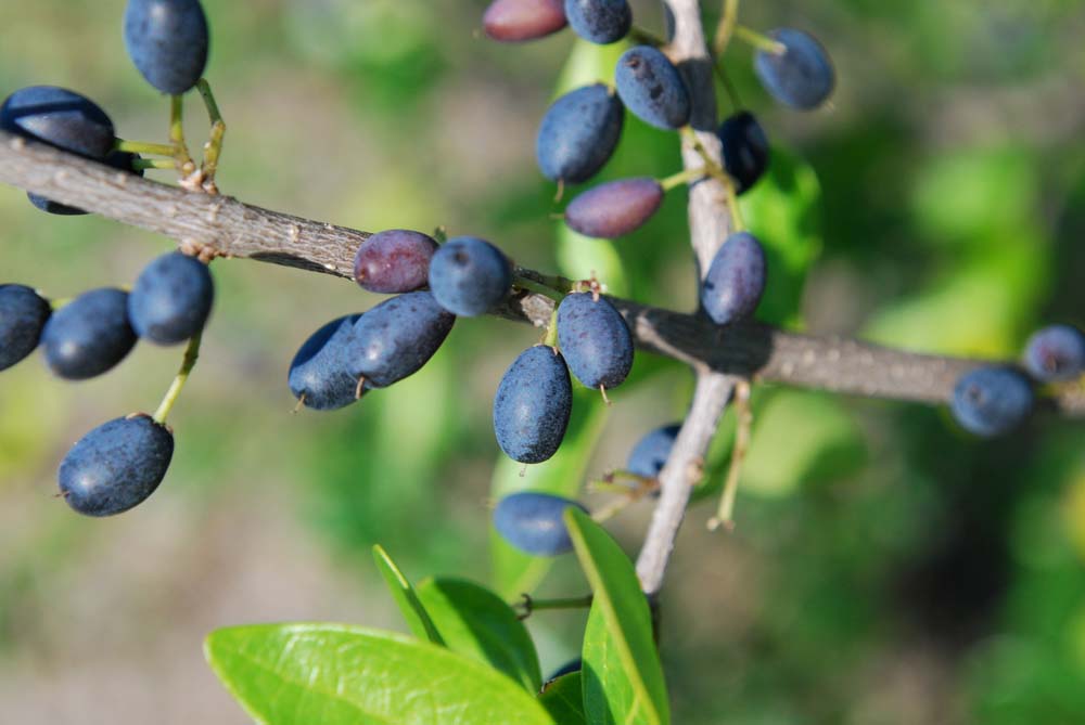 Space Coast Wildflowers: Satellite Beach Post Office Swale: Spring ...