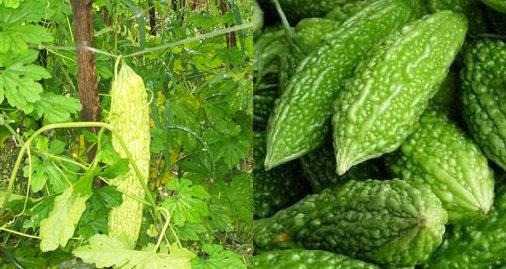 Cara Menanam / Budidaya Pare /Peria Di Pot Atau Polibag - Berbagai Cara ...