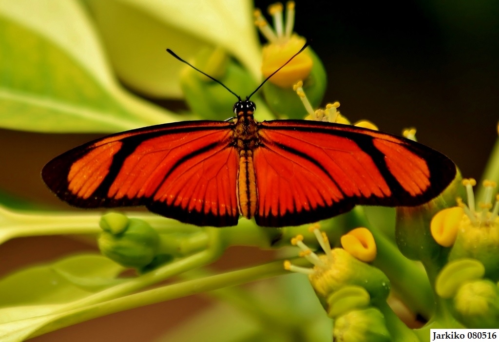 Borboletas e Mariposas: Eueides aliphera (Godart, 1819)