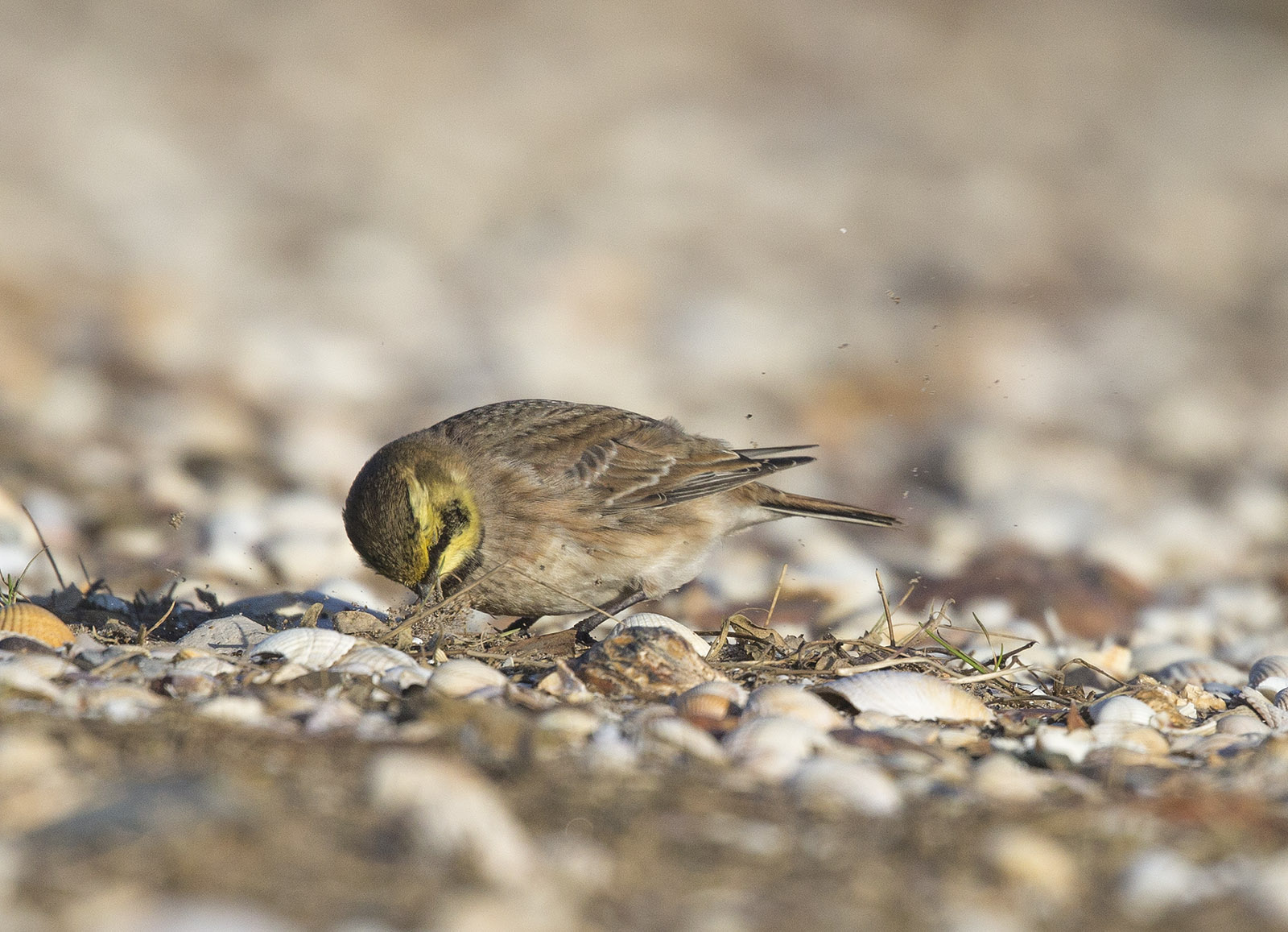 pewit: Shorelarks its all habitat